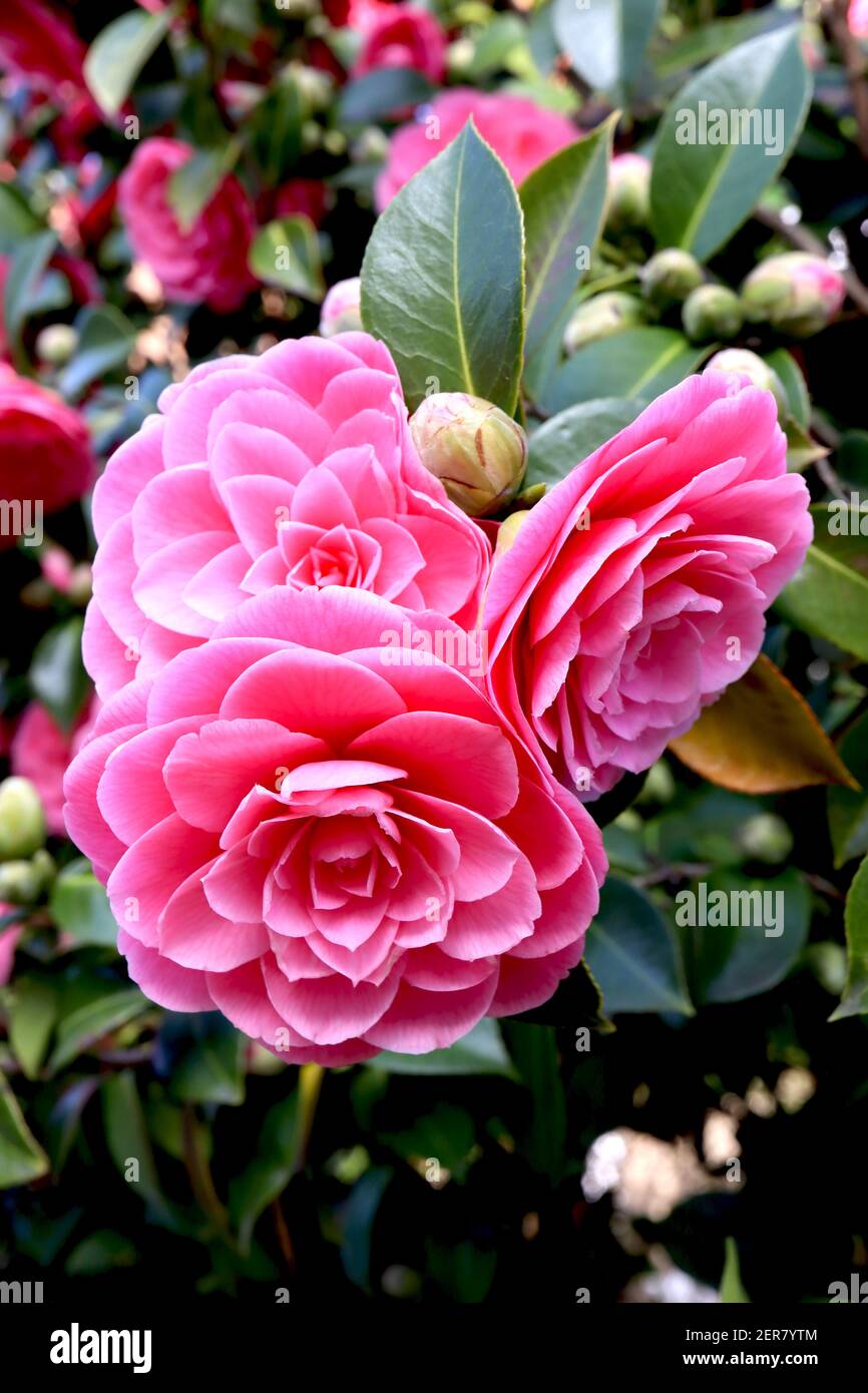 Pink formal double camellia hi-res stock photography and images - Alamy