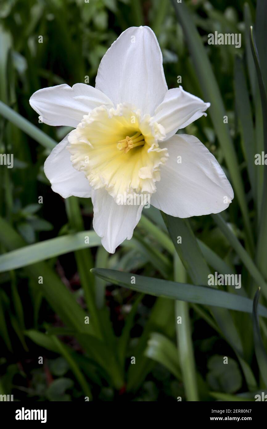 Narcissus ‘Ice Follies’ Division 2 Large-cupped Daffodils Daffodils ...