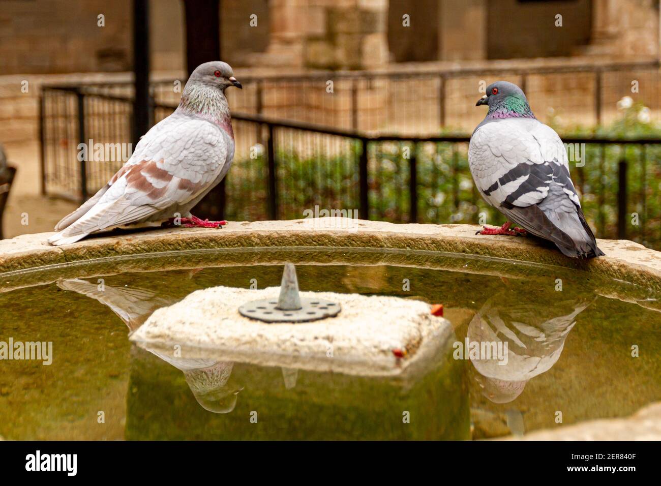 Doves mating hi-res stock photography and images - Alamy