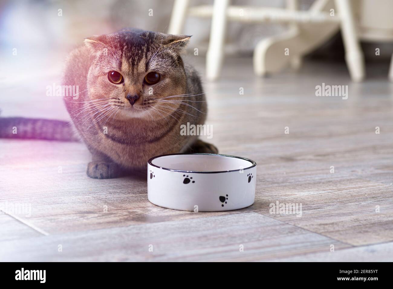 Cute cat eats food at home. Scottish Fold cat eating from a bowl Stock ...