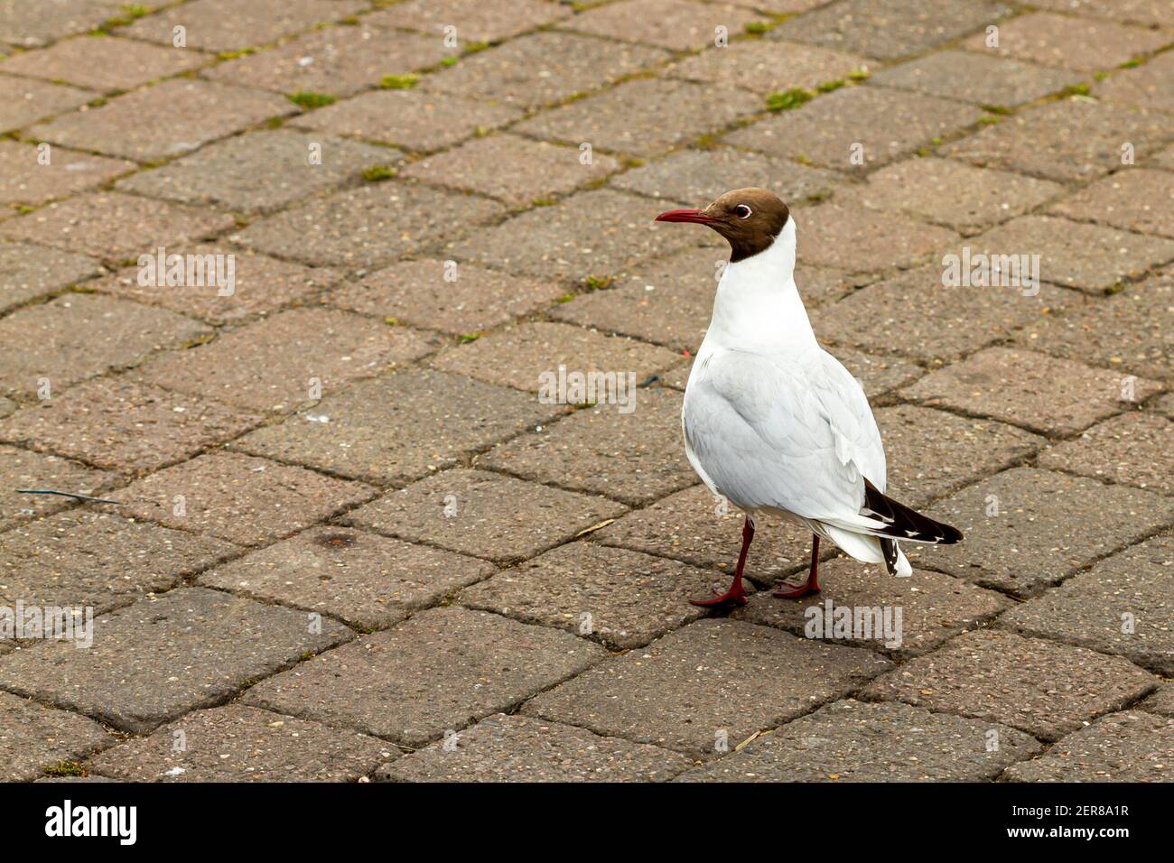 Red bill hi-res stock photography and images - Alamy