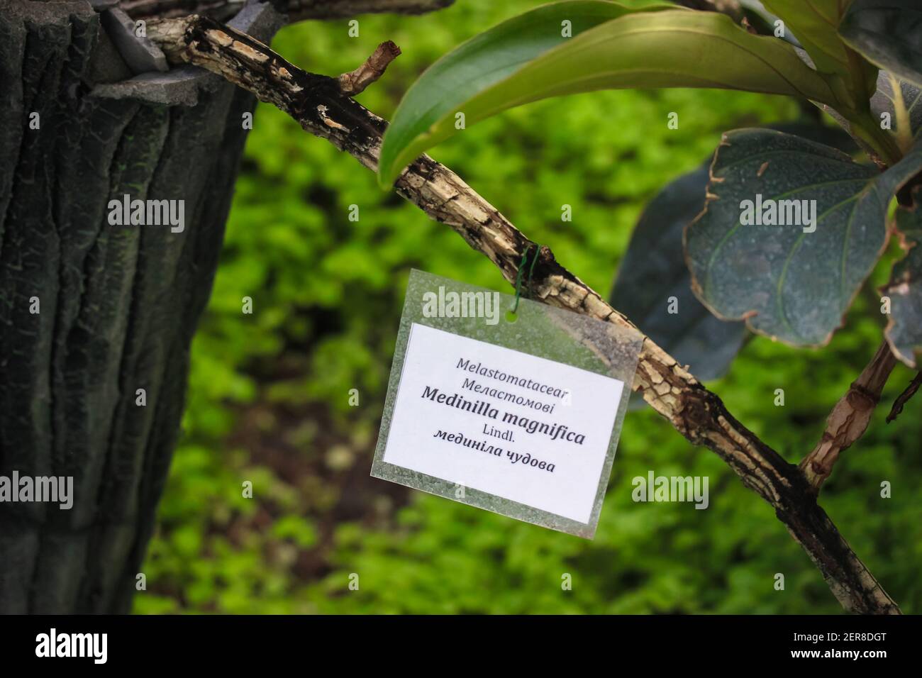 Nameplate with information about Medinilla magnifica plant commonly ...