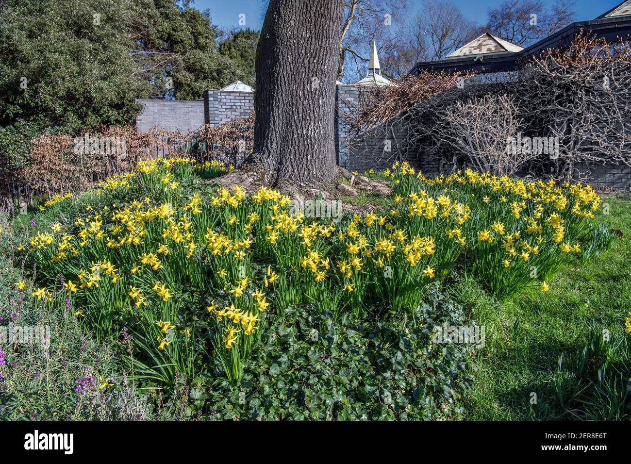 Spring daffodils surrounding treeRegents Park London England Stock ...