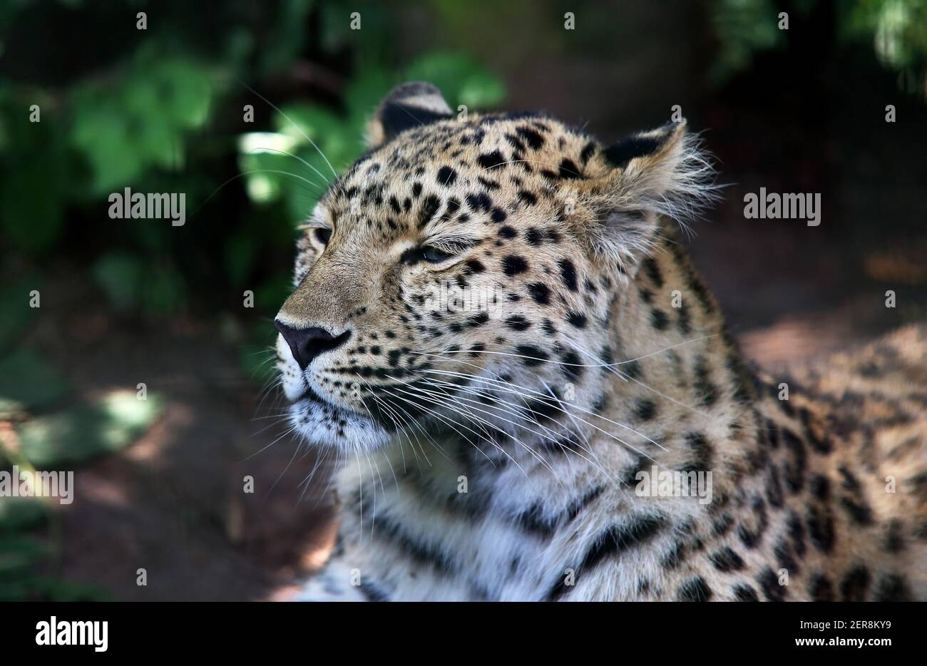 Amur Leopard - Panthera pardus orientalis Stock Photo - Alamy