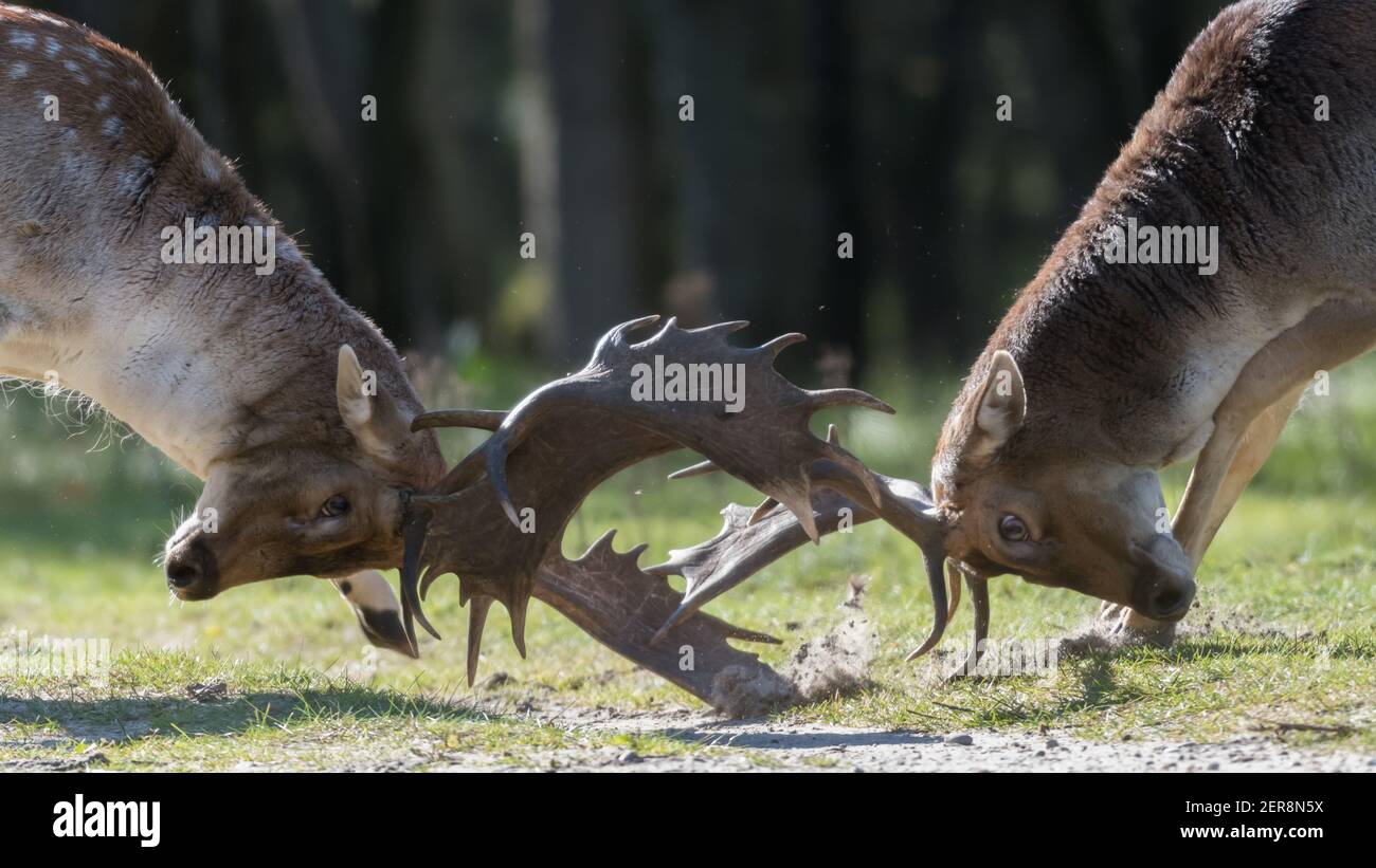 Deer fight hi-res stock photography and images - Alamy