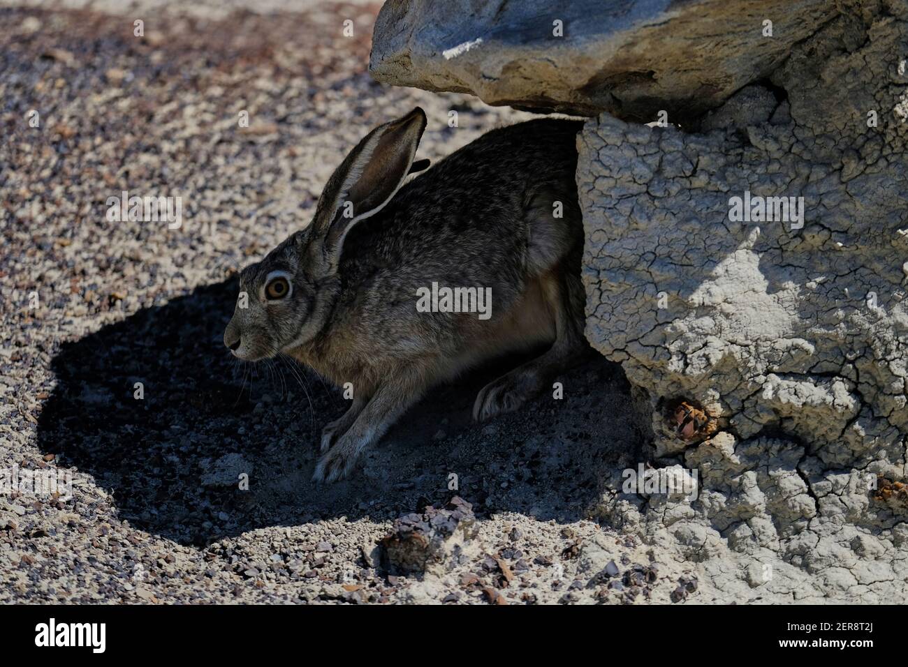 A jackrabbit shelters from the mid-afternoon heat in the Ah-Shi-Sle-Pah ...