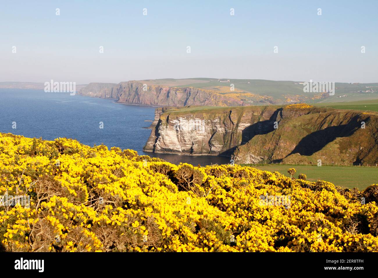 Lion's Head and Pennan Head and flowering gorse from path to Troup Head ...