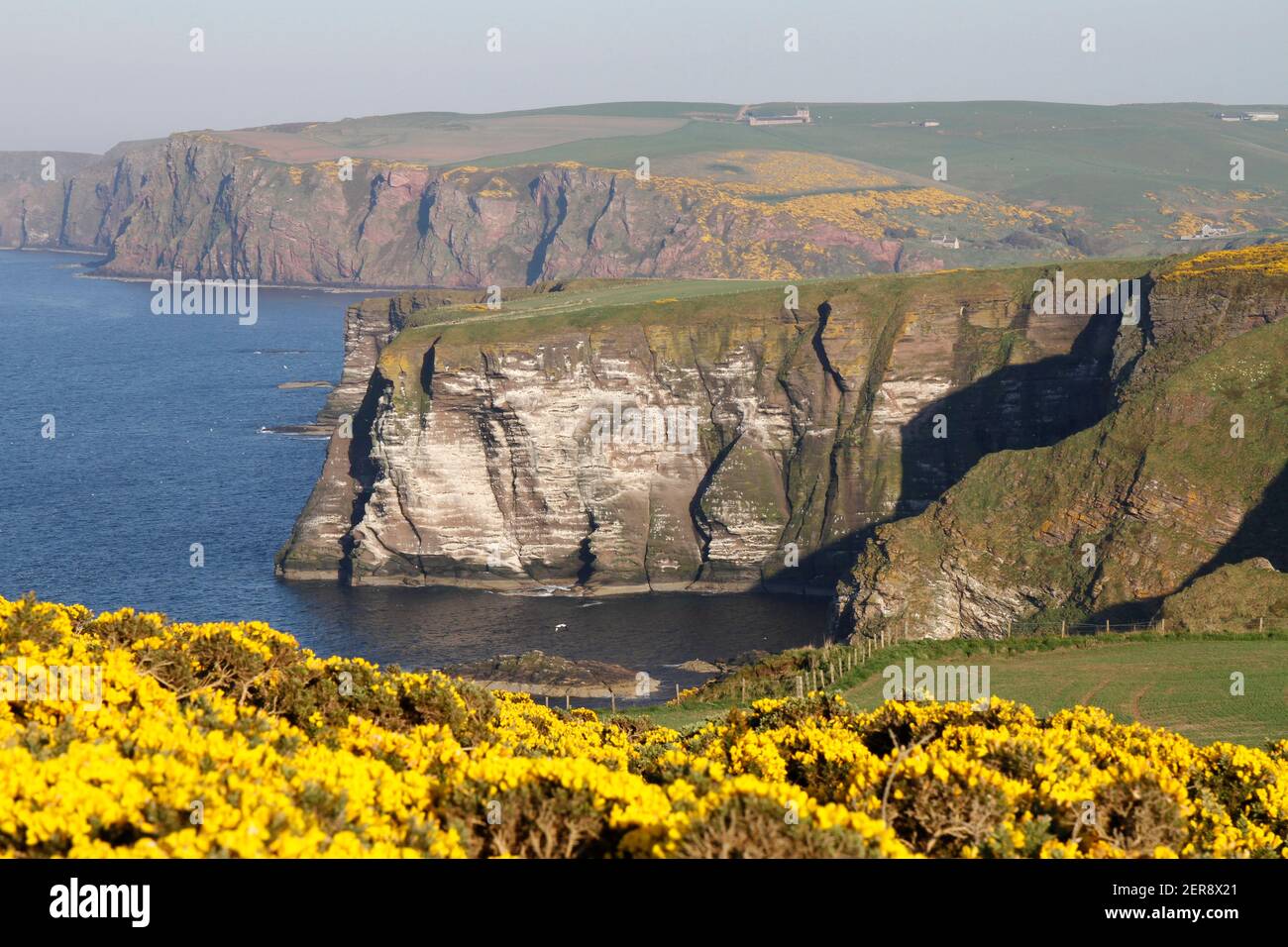 Lion's Head and Pennan Head and flowering gorse from path to Troup Head ...