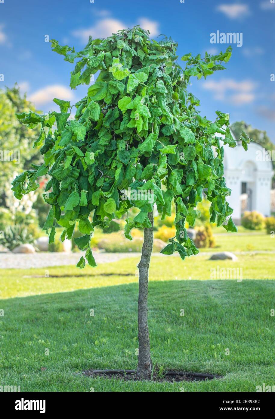 Decorative hornbeam on the lawn. Element of landscape design Stock ...