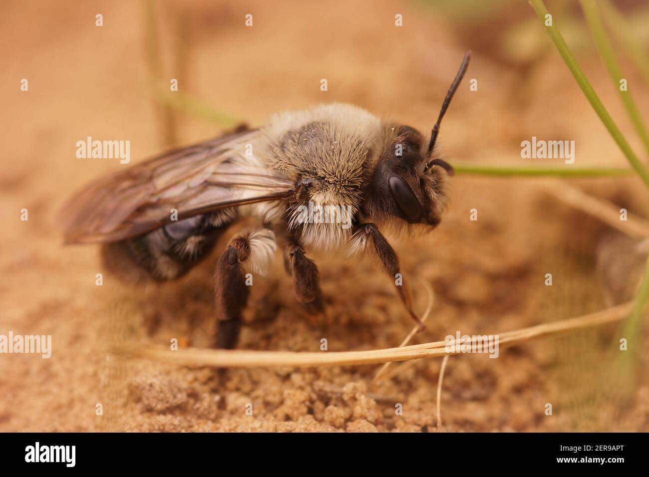A female grey-backed mining bee , Andrena vaga in sandy soil Stock ...