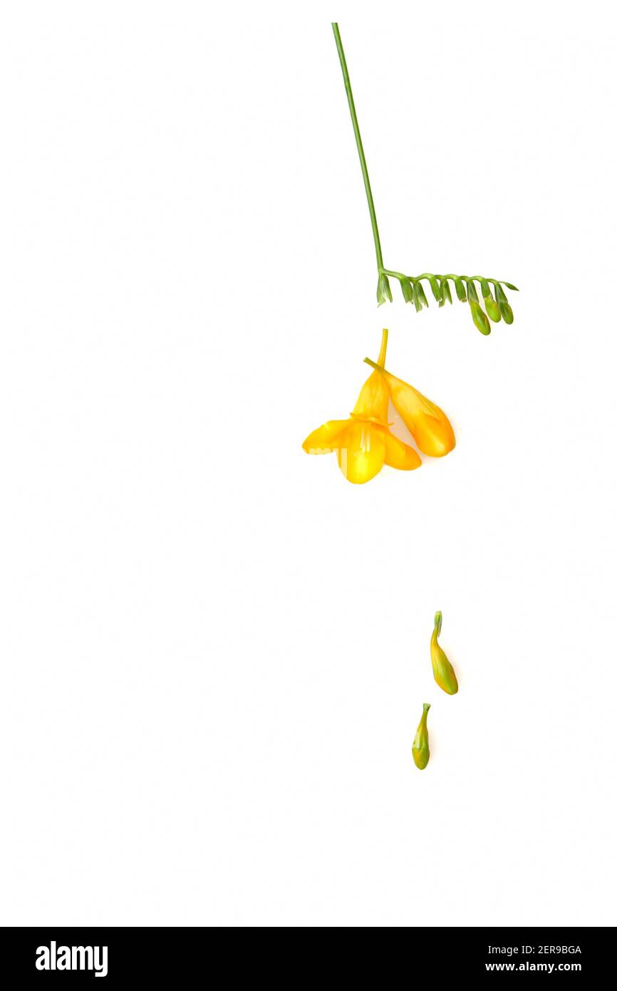 Plant separation flower flower hi-res stock photography and images - Alamy