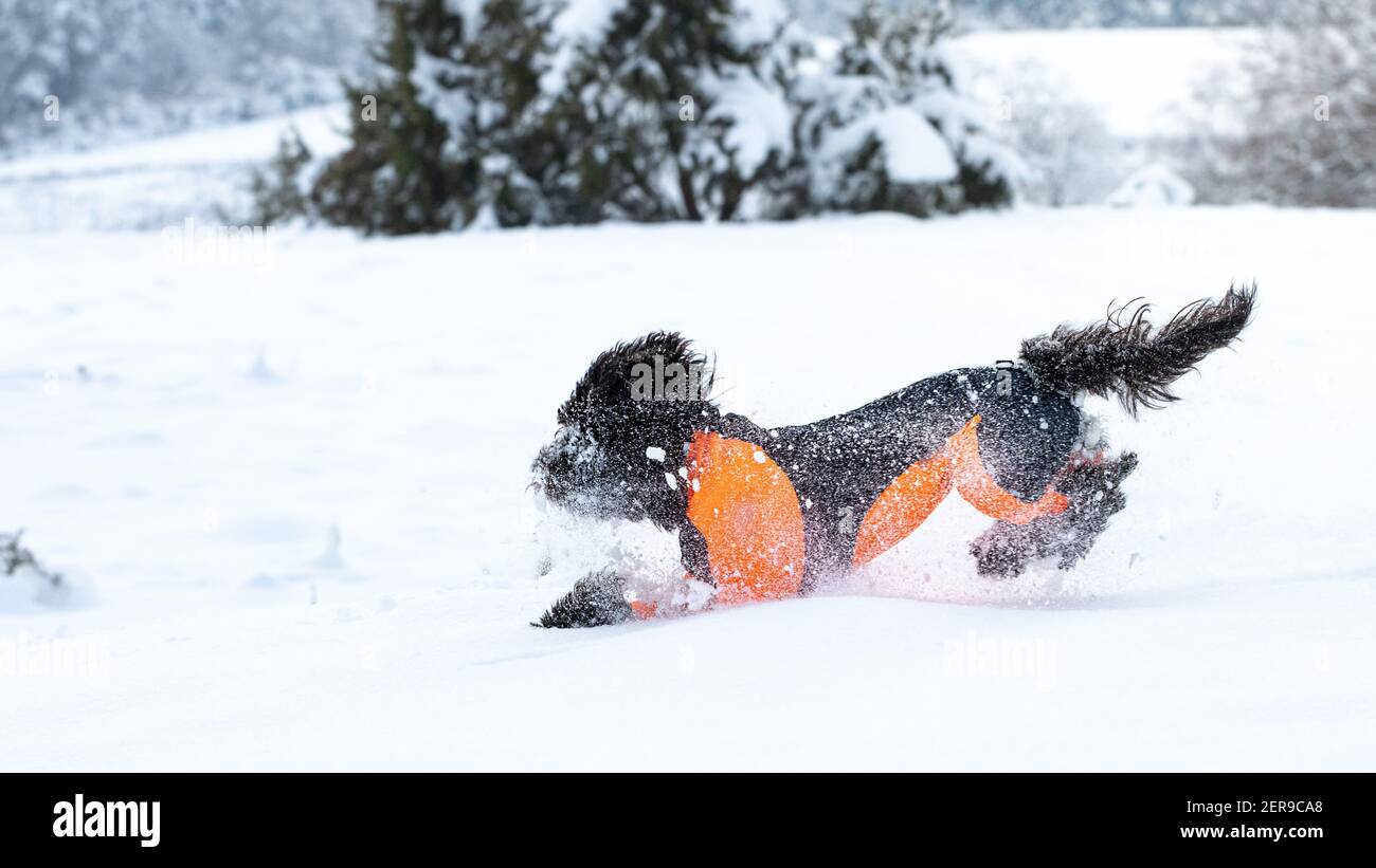 White labradoodle dog hi-res stock photography and images - Alamy