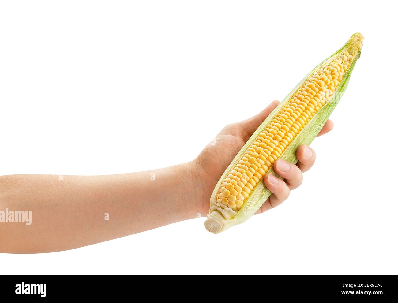 corn in hand path isolated on white Stock Photo - Alamy