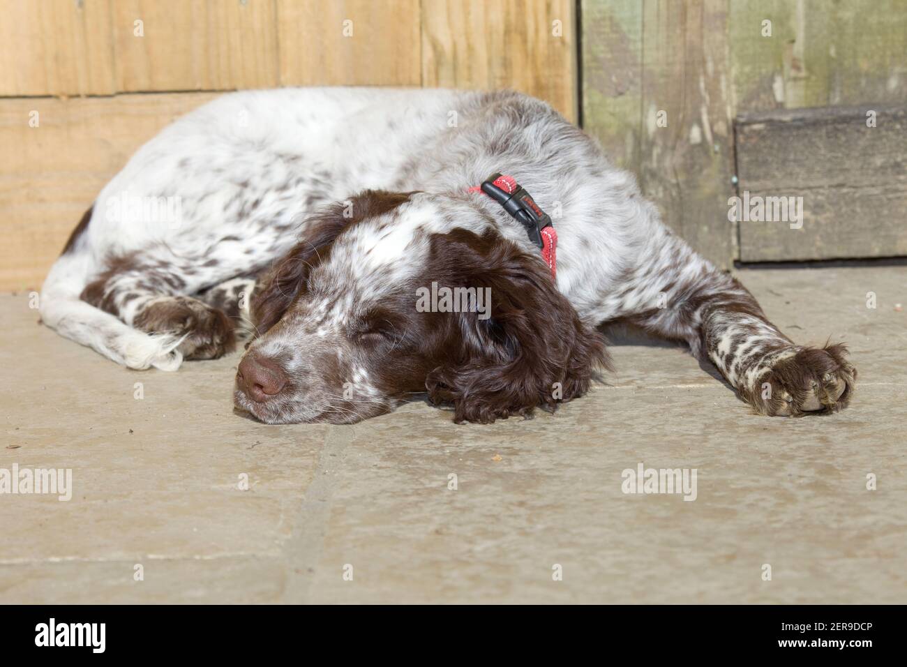 Sleeping cocker spaniel puppy Stock Photo - Alamy