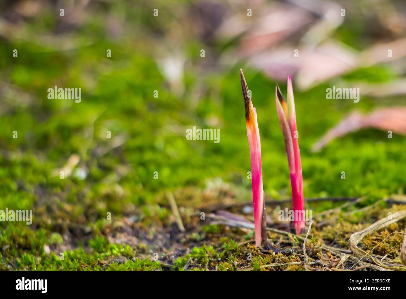 First green sprouts of flowers grow from the ground. Early spring ...