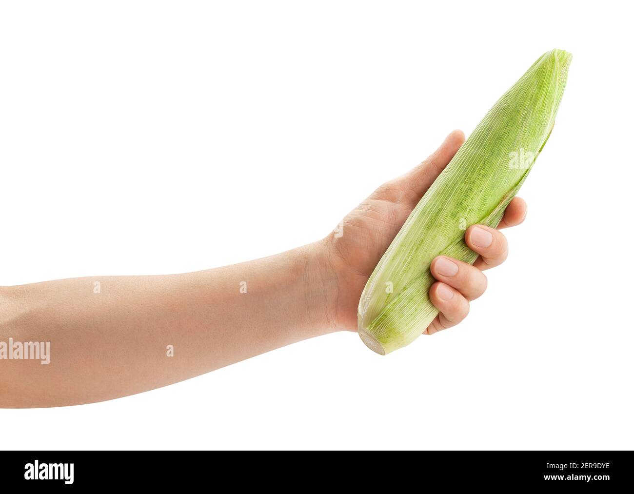 Hand holding corn on Cut Out Stock Images & Pictures - Alamy