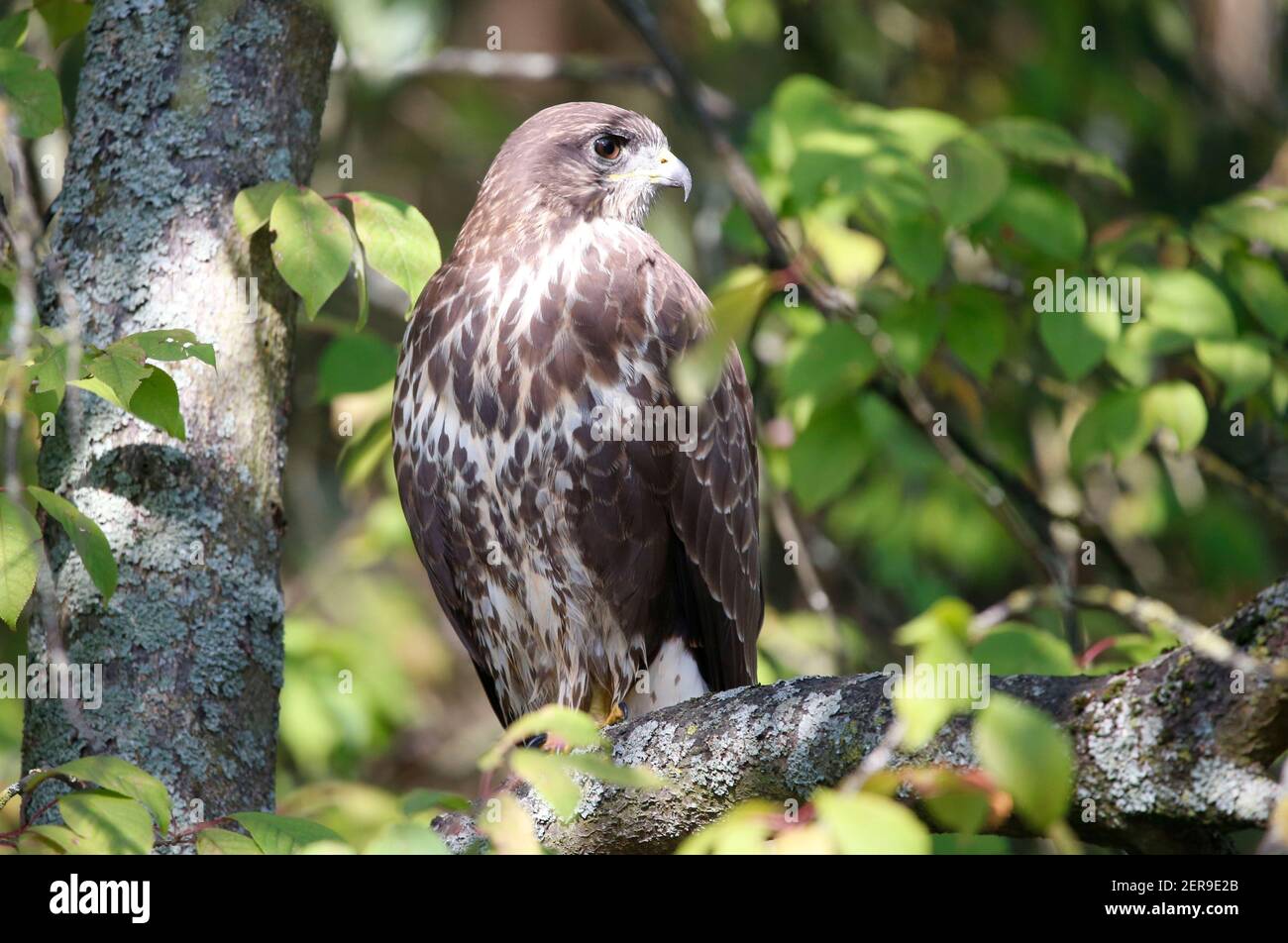 A common buzzard on a tree Stock Photo - Alamy