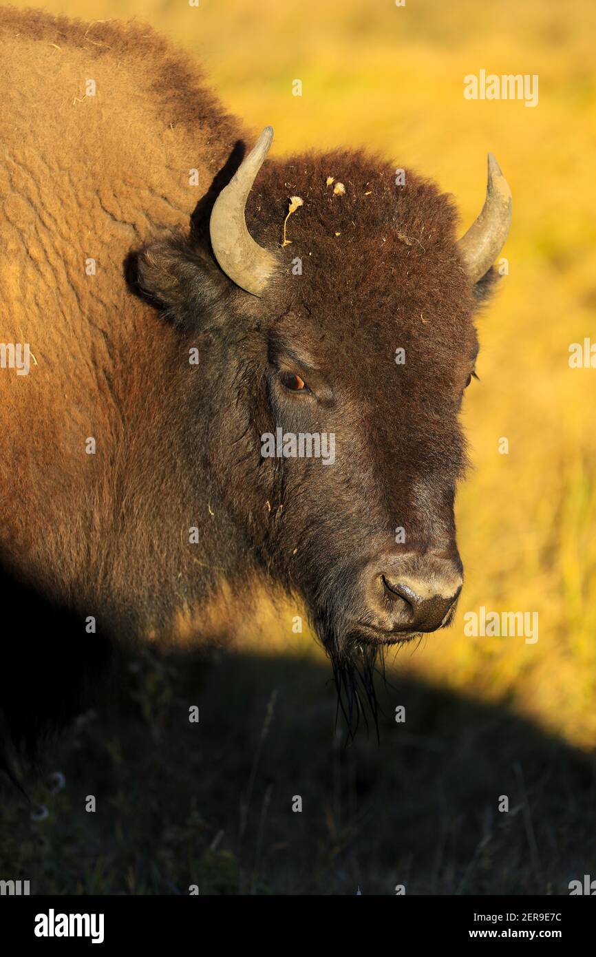 Female Bison cow in golden yellow light in Yellowstone National Park ...