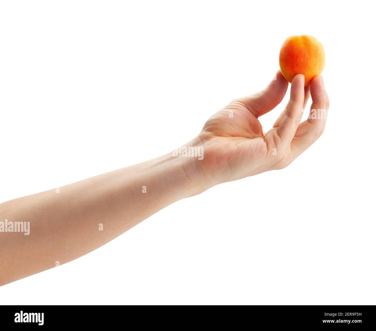 apricot in hand path isolated on white Stock Photo - Alamy