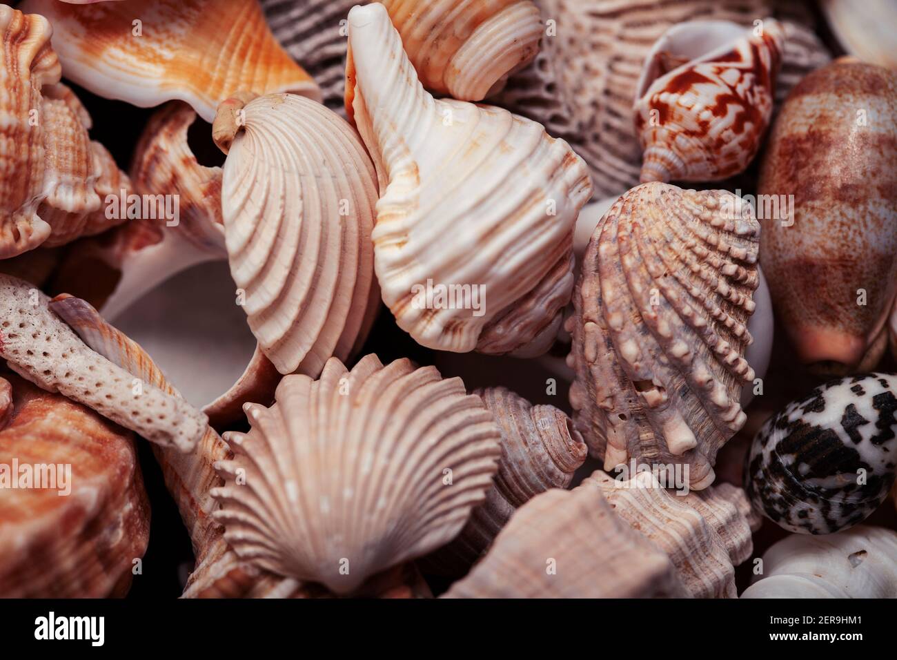a lot of different empty sea shells on yellow background, macro details ...