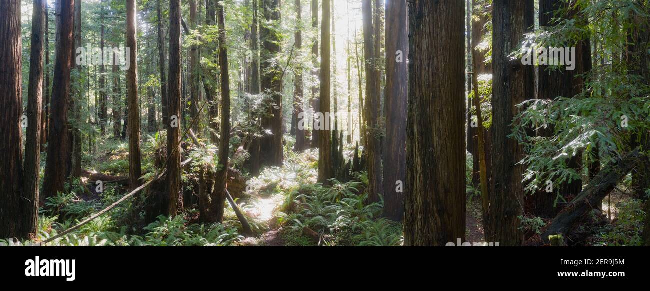 Coastal Redwood trees, Sequoia sempervirens, thrive in a healthy forest ...