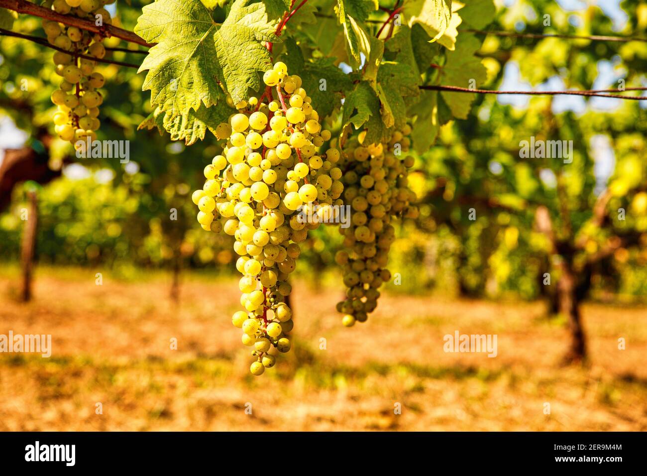 Bunch of white grapes hanging on Italian vineyard in a summer day Stock ...