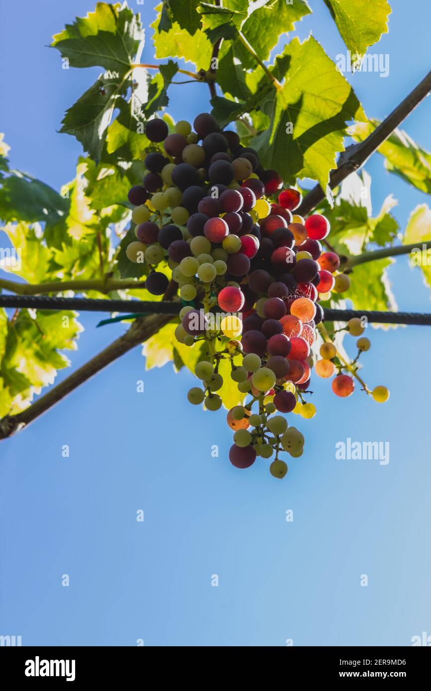 Ripe grapes hanging from grapevine in Greece Stock Photo - Alamy