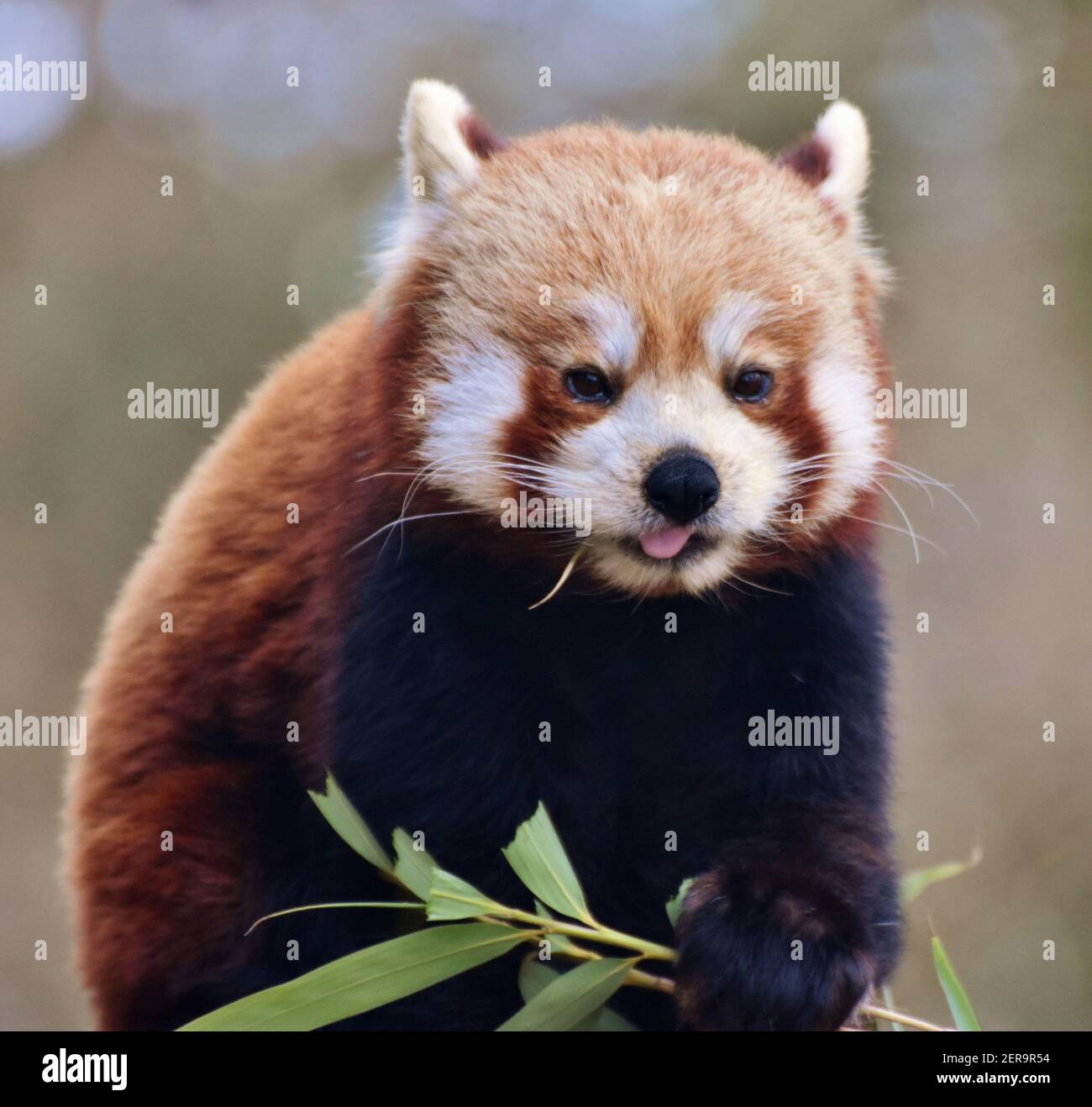 The red panda (Ailurus fulgens), also called the red bear-cat, is a ...