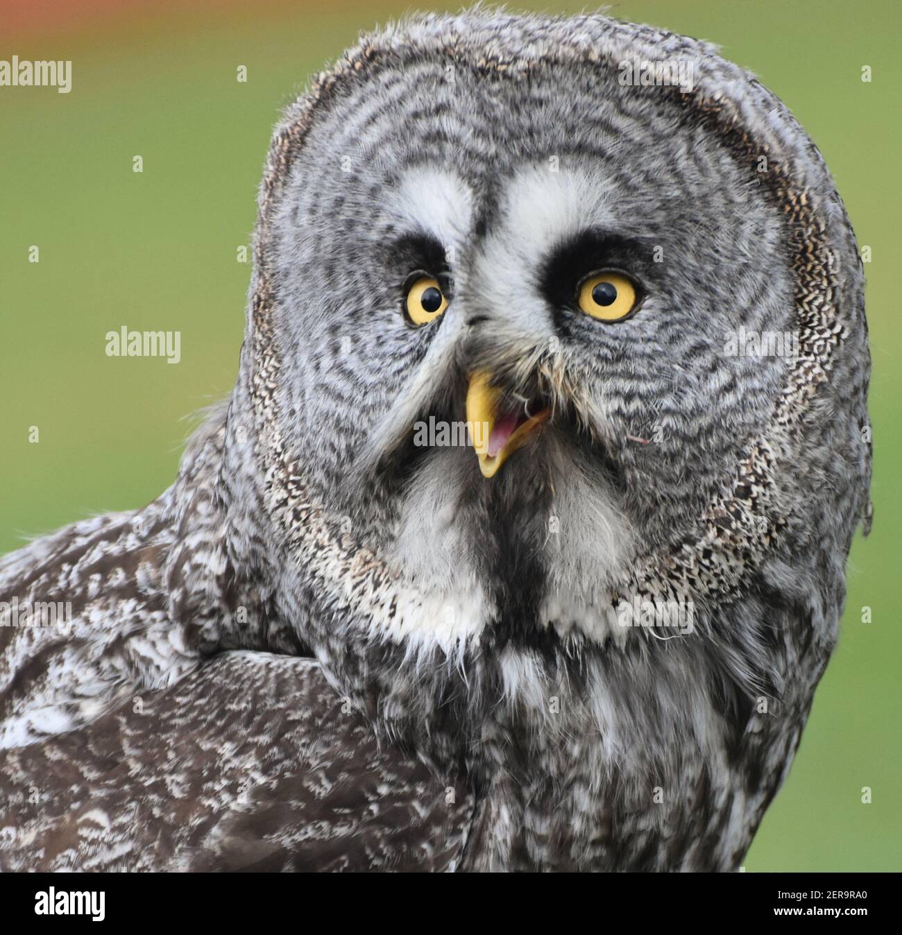 Close-up portrait of a Great Grey Owl (Strix nebulosa), the world's ...