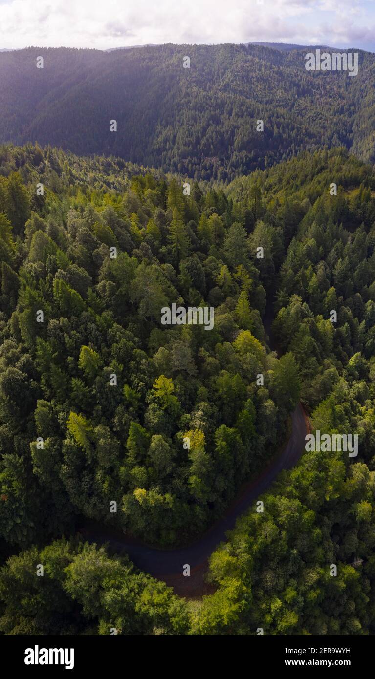 Coastal Redwood trees, Sequoia sempervirens, thrive in a healthy forest ...
