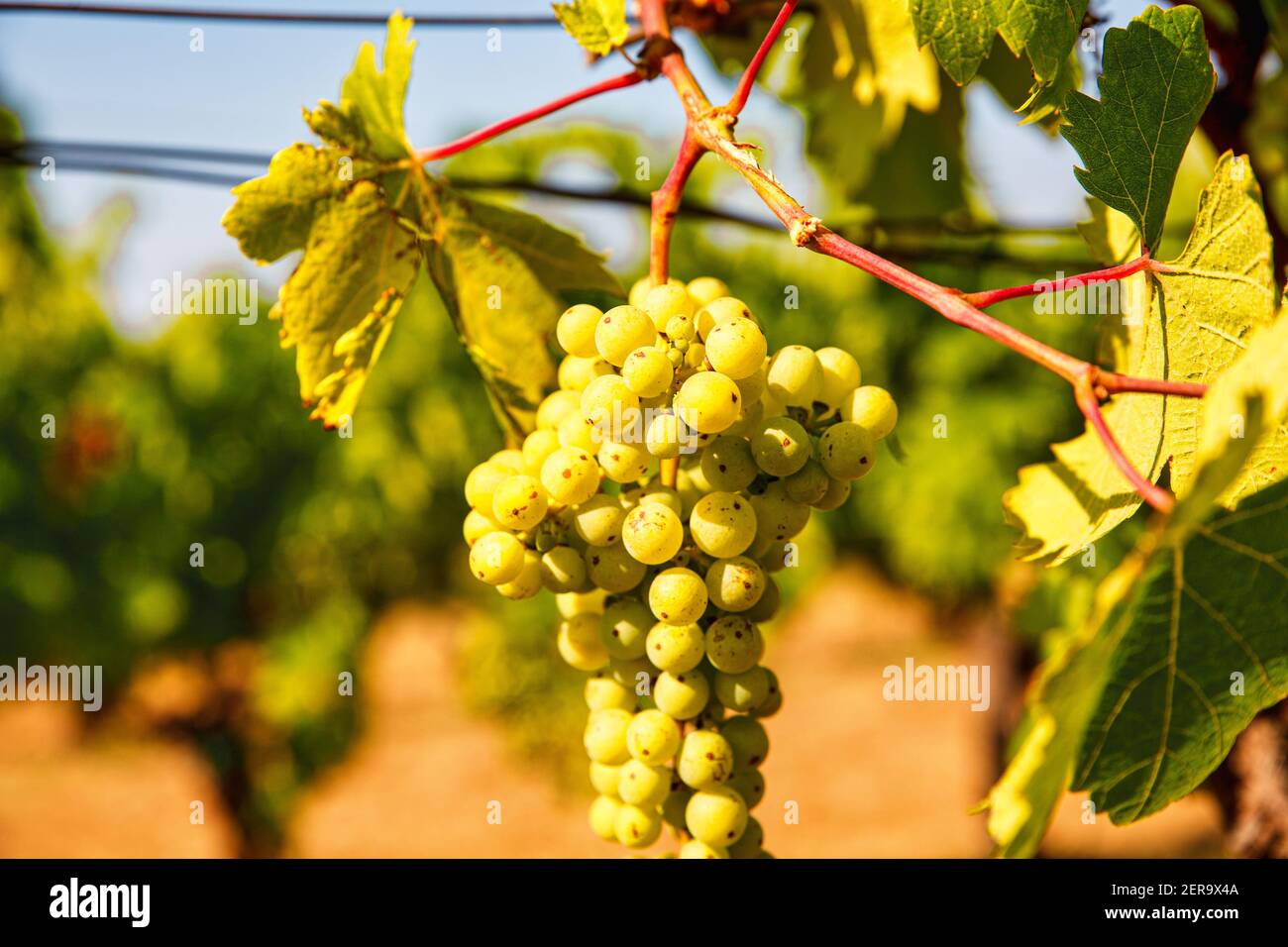 Bunch of white grapes hanging on Italian vineyard in a summer day Stock ...