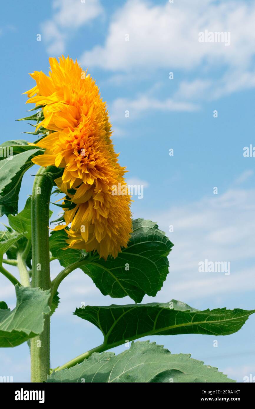 Abstract sunflower flower pattern wallpaper hi-res stock photography ...