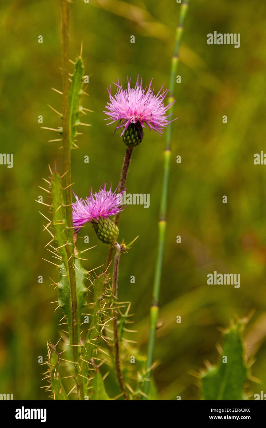 Pink thistle hi-res stock photography and images - Alamy