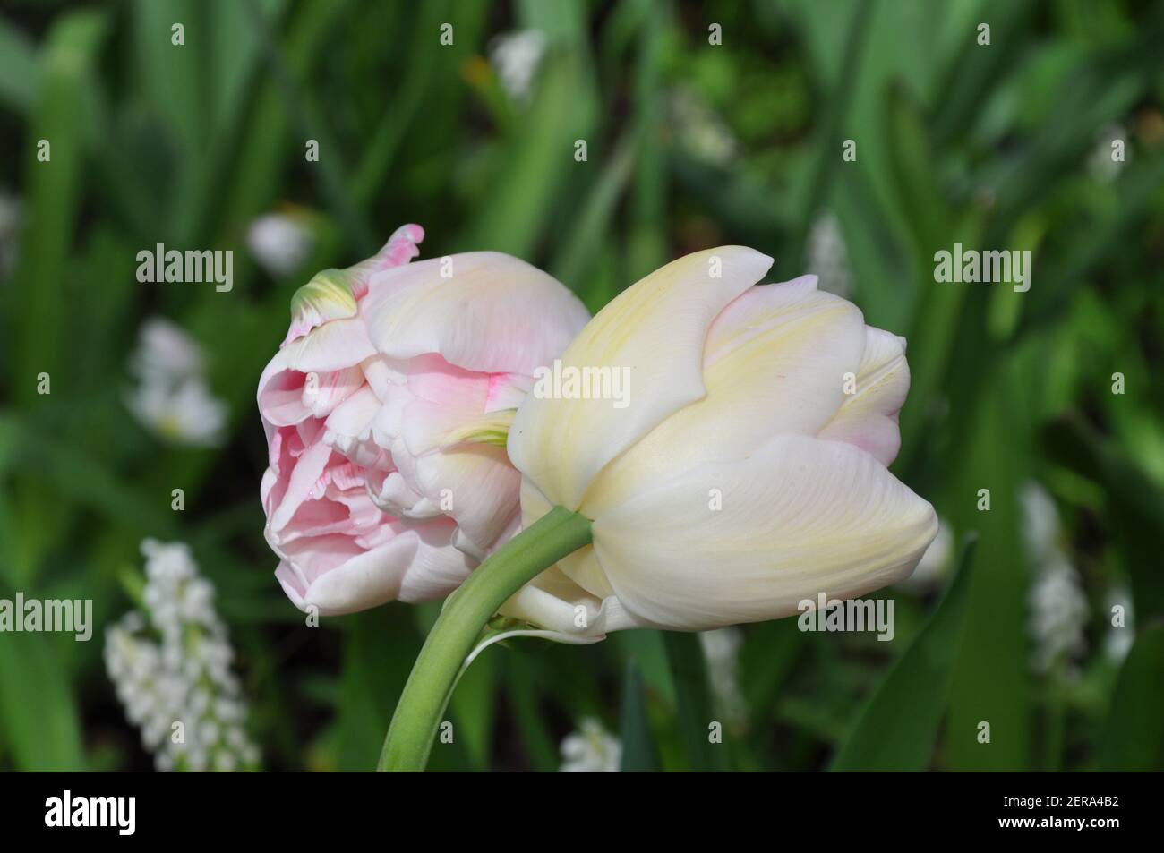 Flower hugging hi-res stock photography and images - Alamy