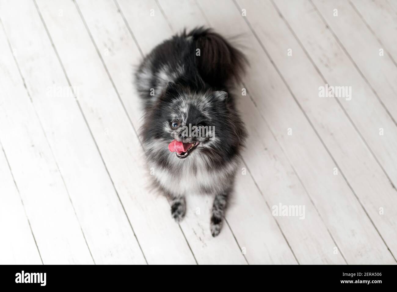 Pomeranian Merle color dog sitting, obedient little dog in a ...