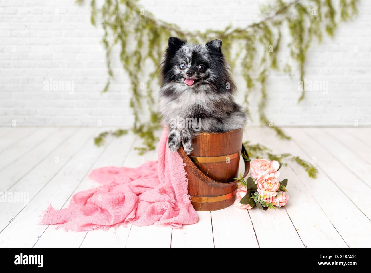 Pomeranian Merle color dog sitting, obedient little dog in a ...