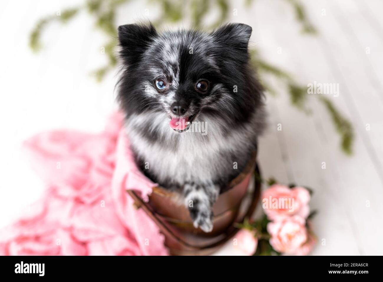 Pomeranian Merle color dog sitting, obedient little dog in a ...