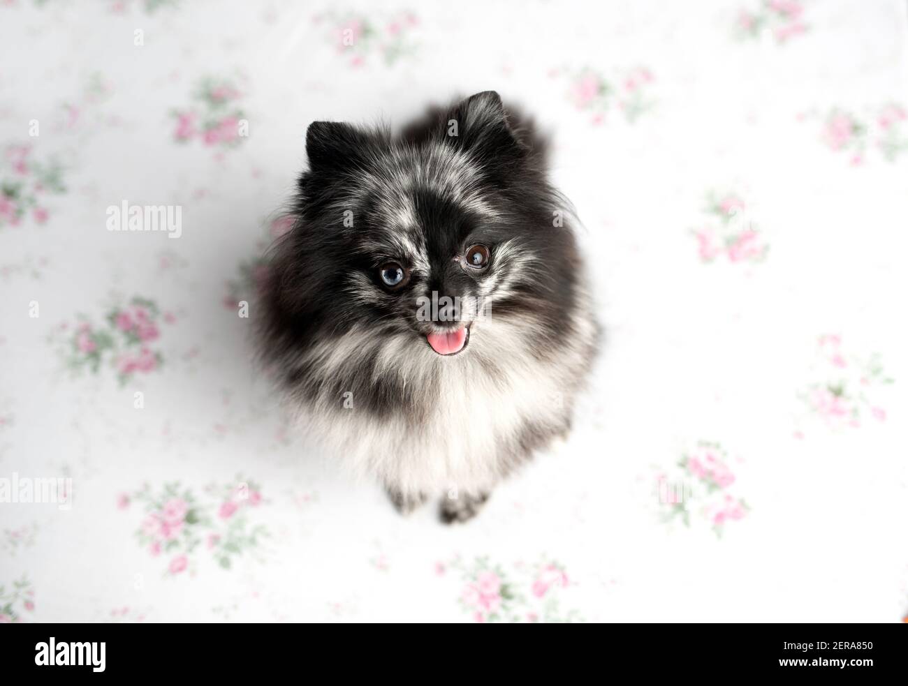 Pomeranian Merle color dog sitting, obedient little dog in a ...