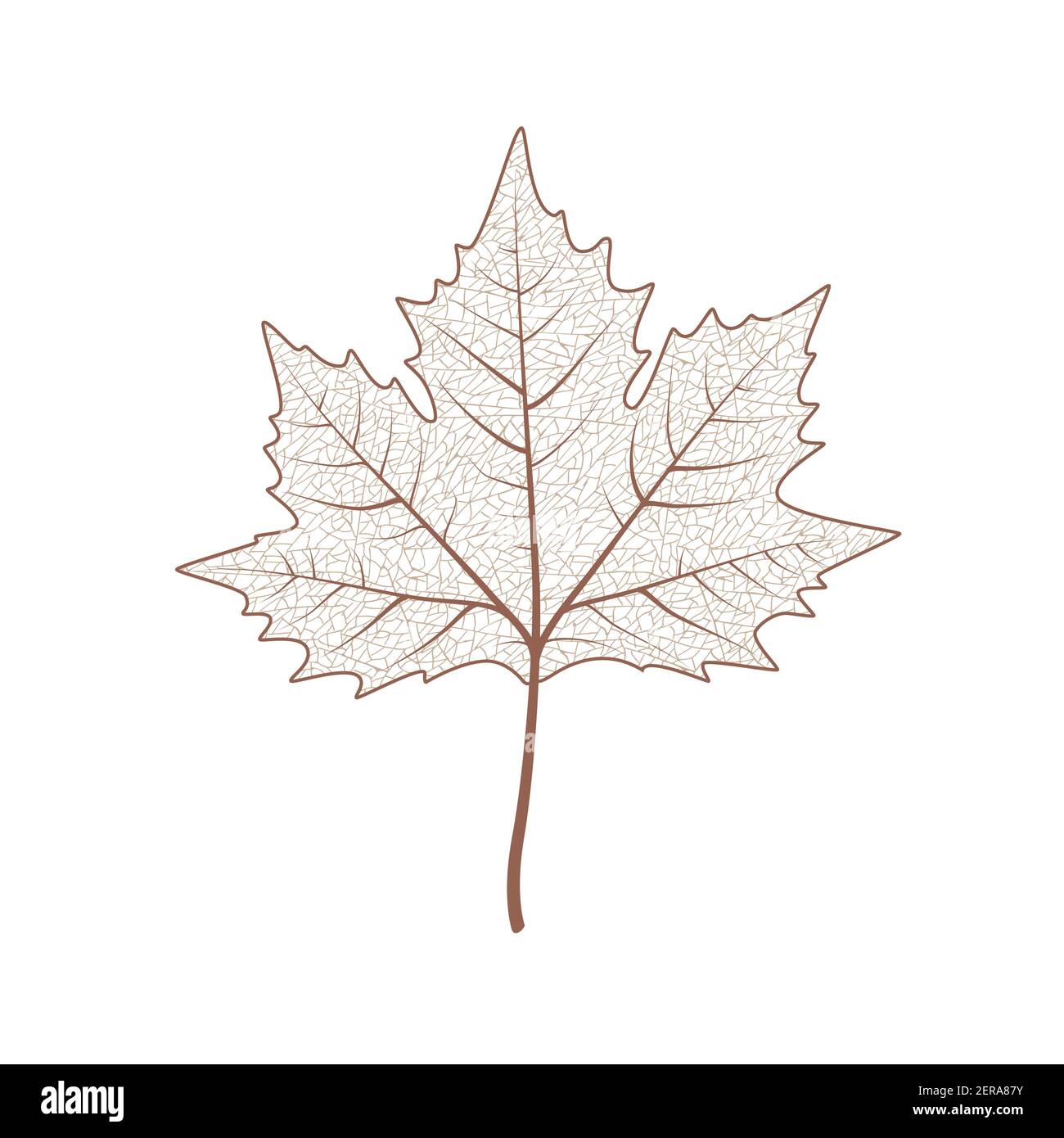 Maple tree leaf set. Autumn leaves isolated vector illustration on ...