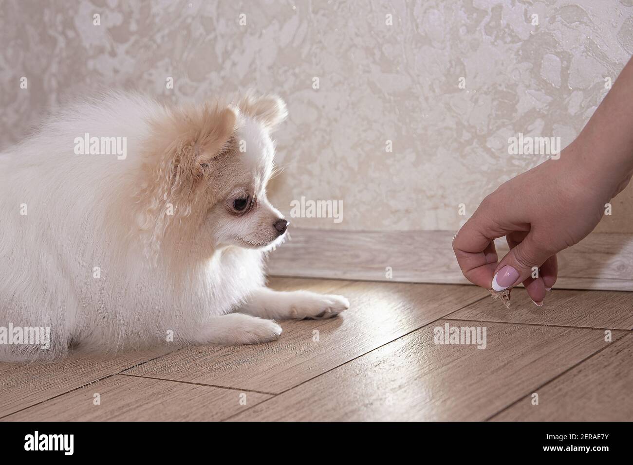 The dog is sitting on the wooden floor. White Spitz puppy. Feeding the ...