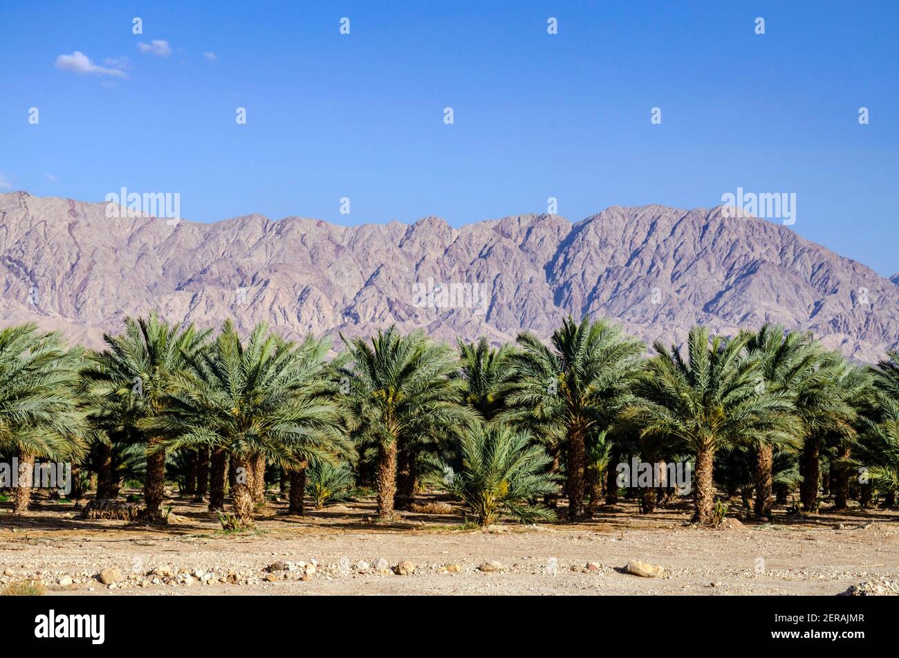 date palm (Phoenix dactylifera) plantation in the Arava Valley, Negev ...
