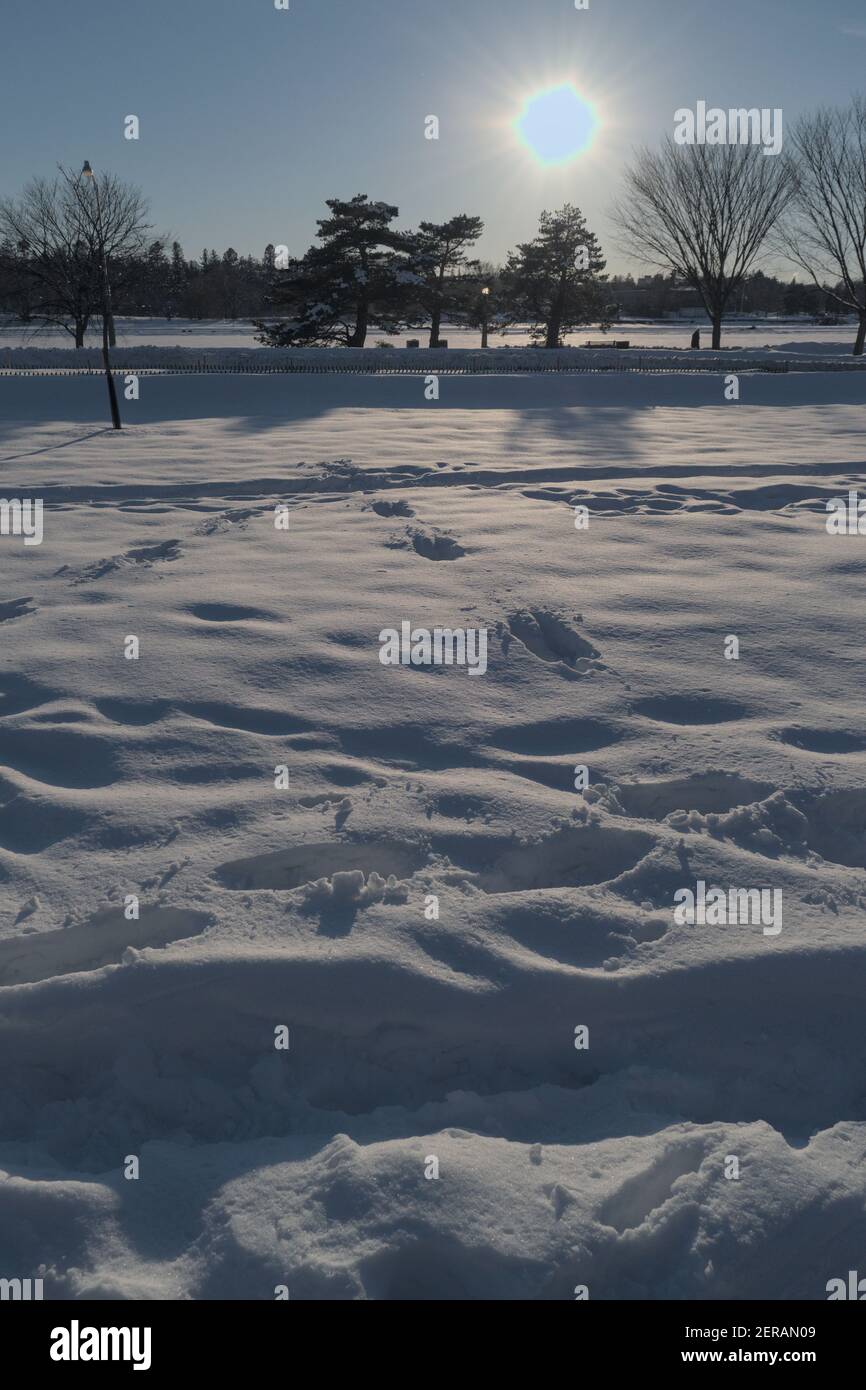 Setting sun just above the treeline lights up the ruffled expanse of ...