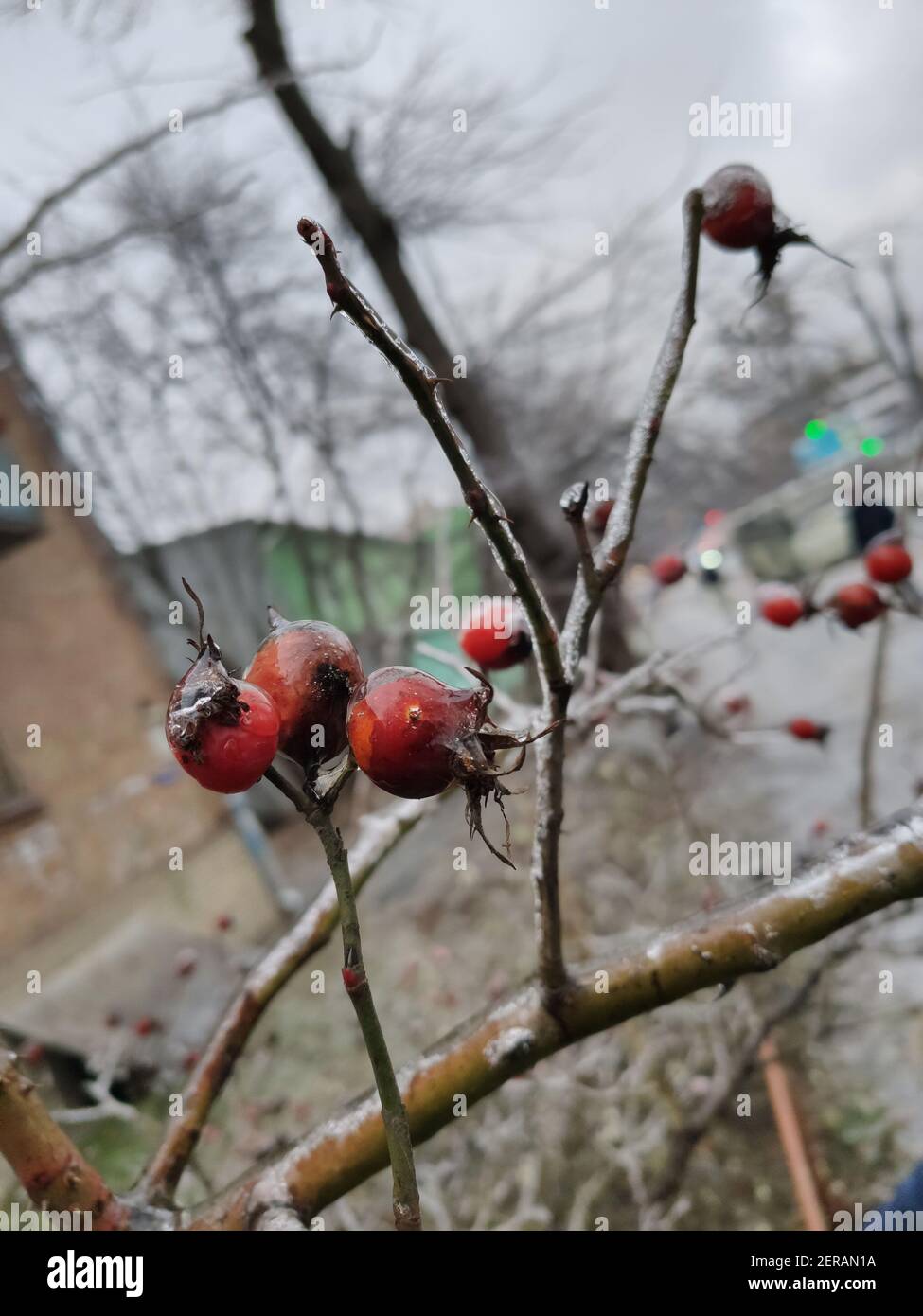 Frosted red roses in hi-res stock photography and images - Alamy