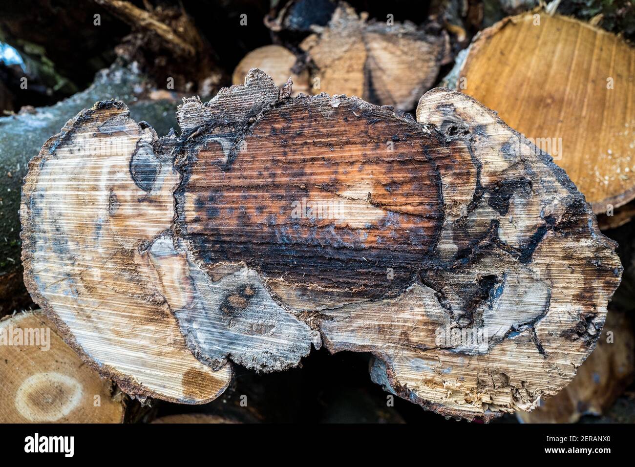 Pile of fresh cut Beech trees with disease patterns in the trunk Stock ...