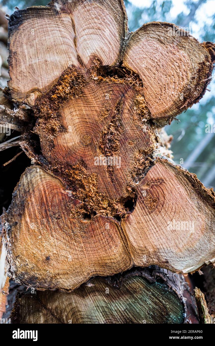 Pile of fresh cut Beech trees with disease patterns in the trunk Stock ...