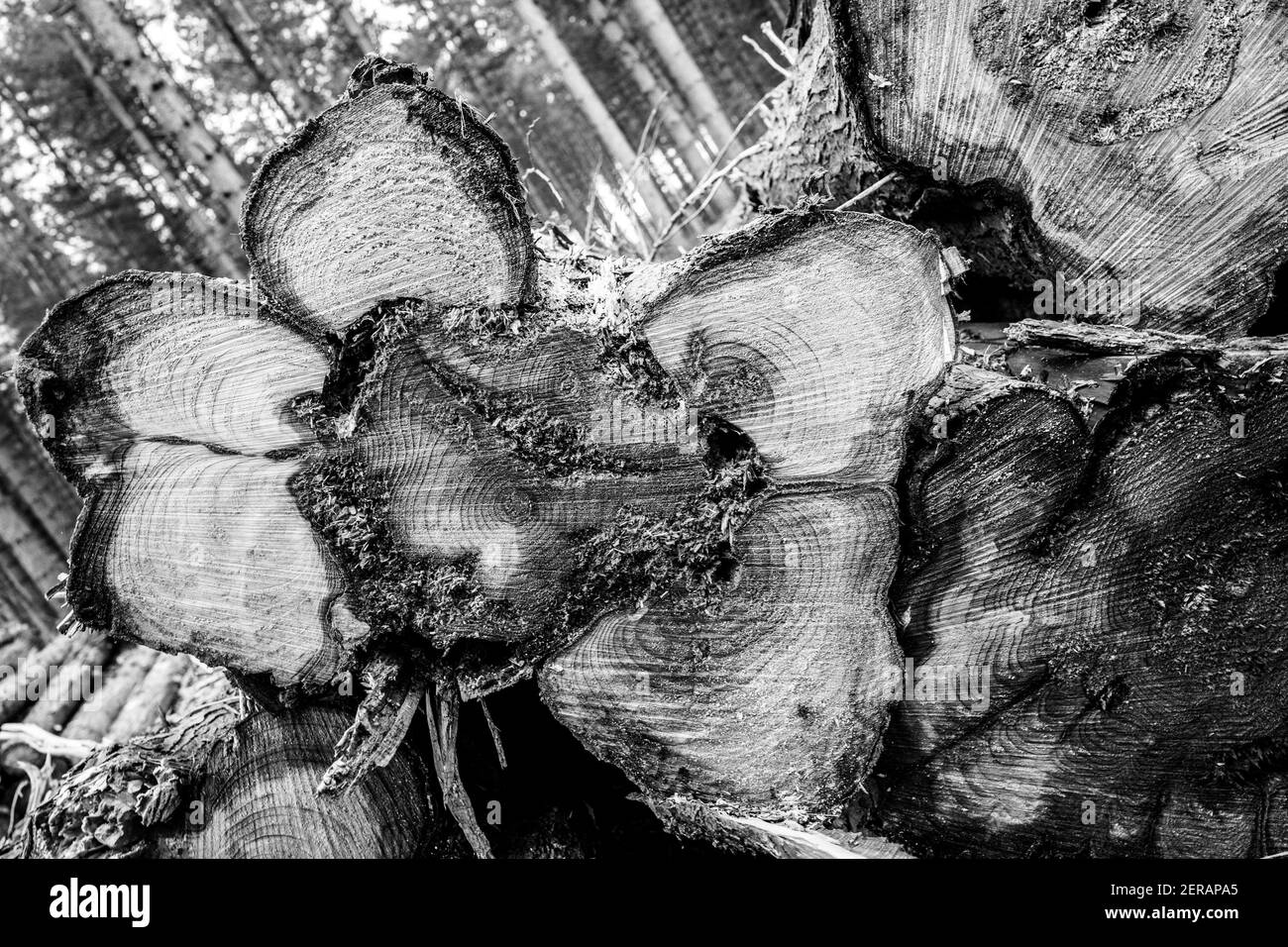 Pile of fresh cut Beech trees with disease patterns in the trunk Stock ...