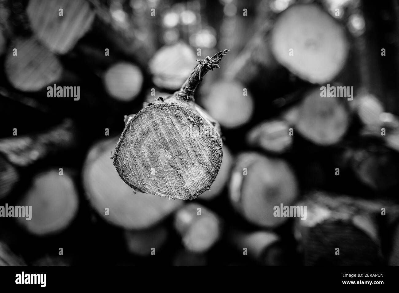 Felling beech trees Black and White Stock Photos & Images - Alamy