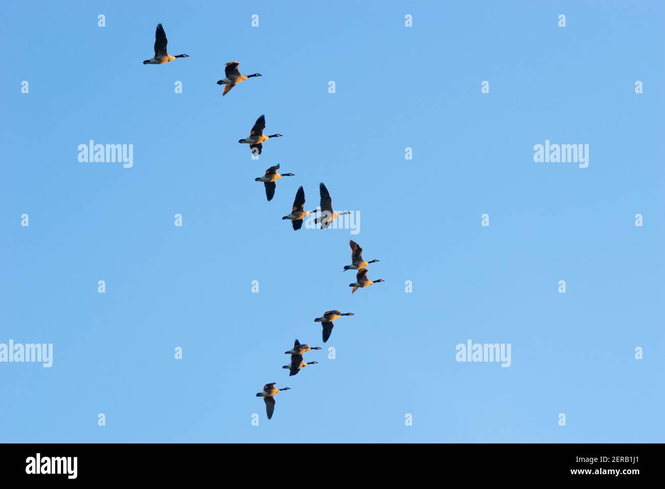 Canada Geese flying in a V formation against blue sky, England, UK ...