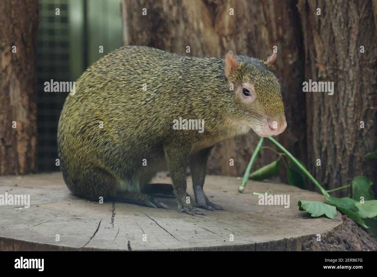 Azaras agouti dasyprocta azarae hi-res stock photography and images - Alamy