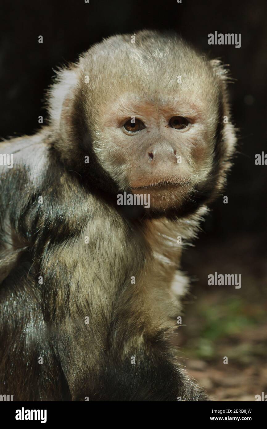 Golden-bellied capuchin (Sapajus xanthosternos), also known as the ...